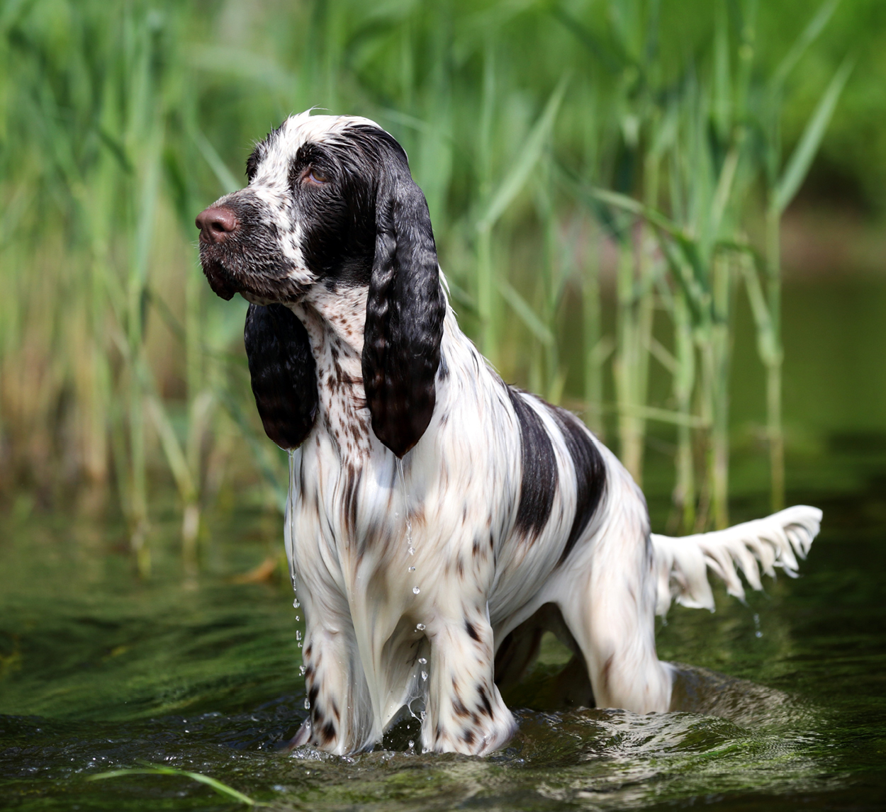 working-cocker-spaniel | Healthy K9